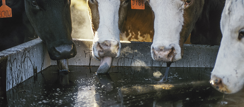 5 Benefits of Adding Molasses to Animal Feed | What is Feed Grade Molasses?